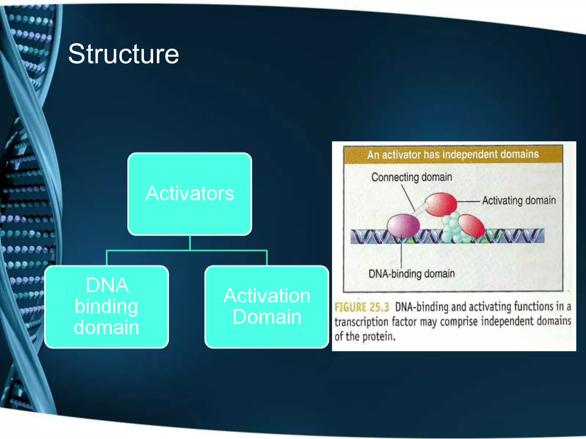 Transcription in Eukaryotes-Complete.ppt