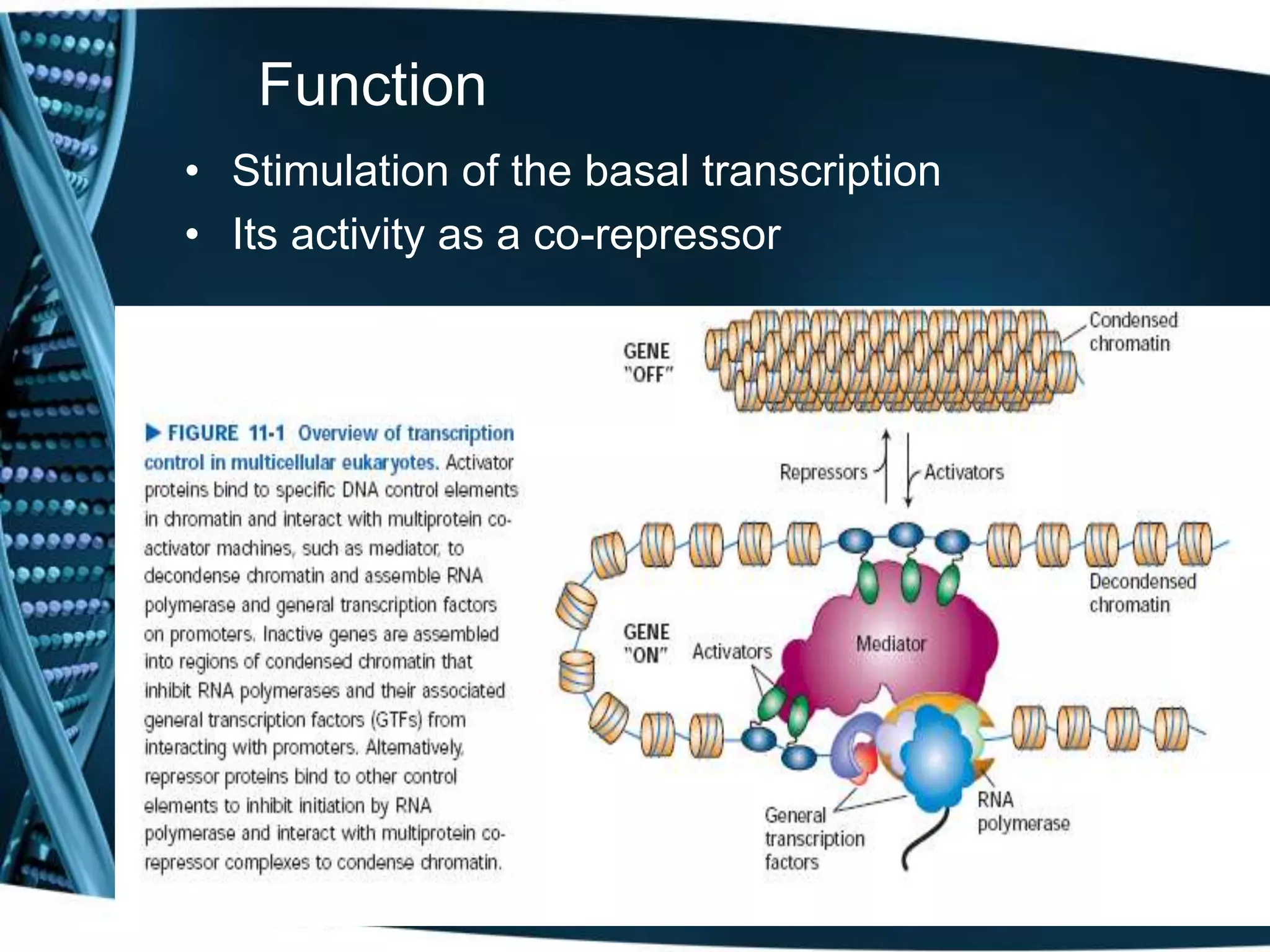 Transcription in Eukaryotes-Complete.ppt