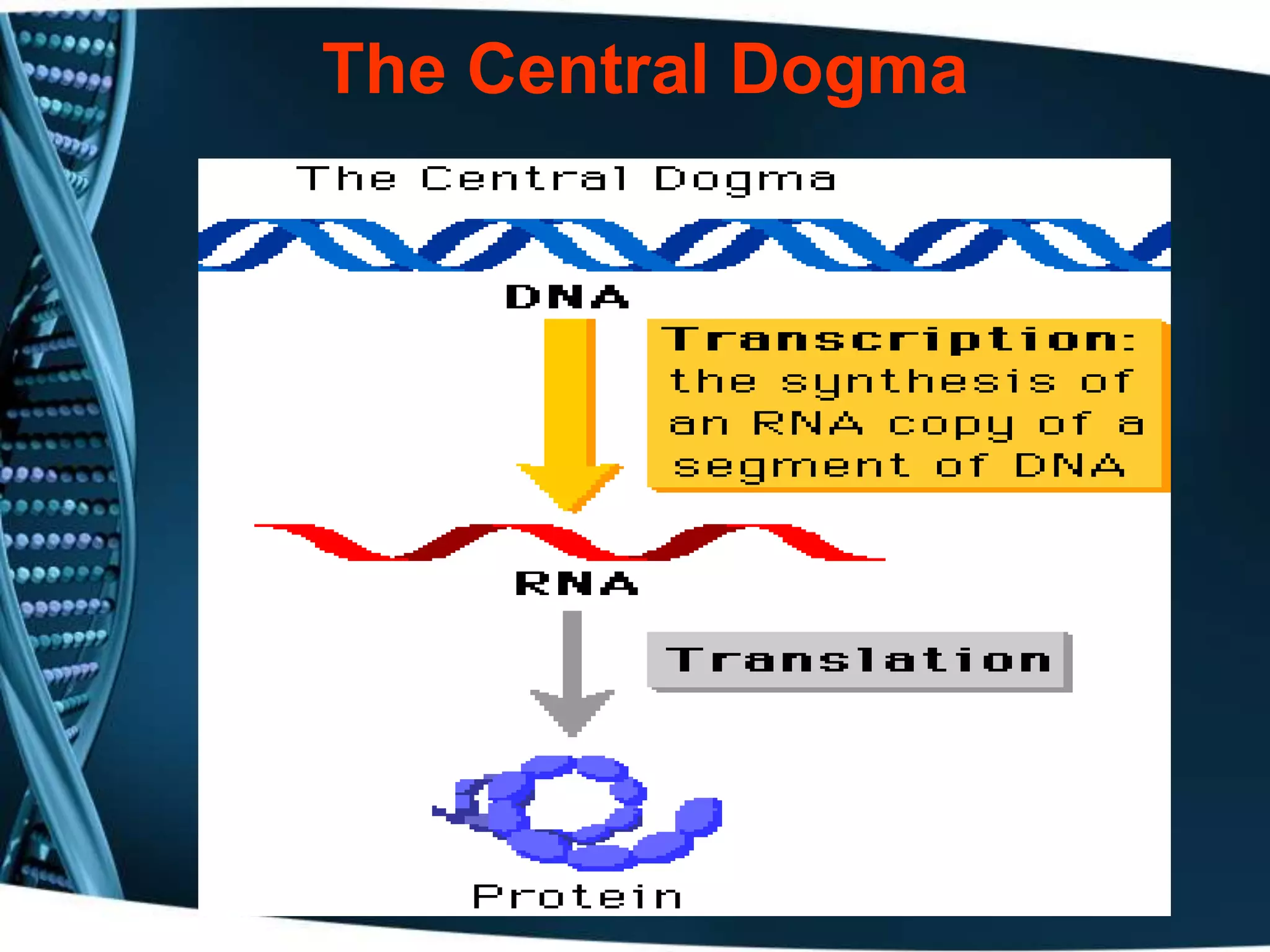 Transcription in Eukaryotes-Complete.ppt
