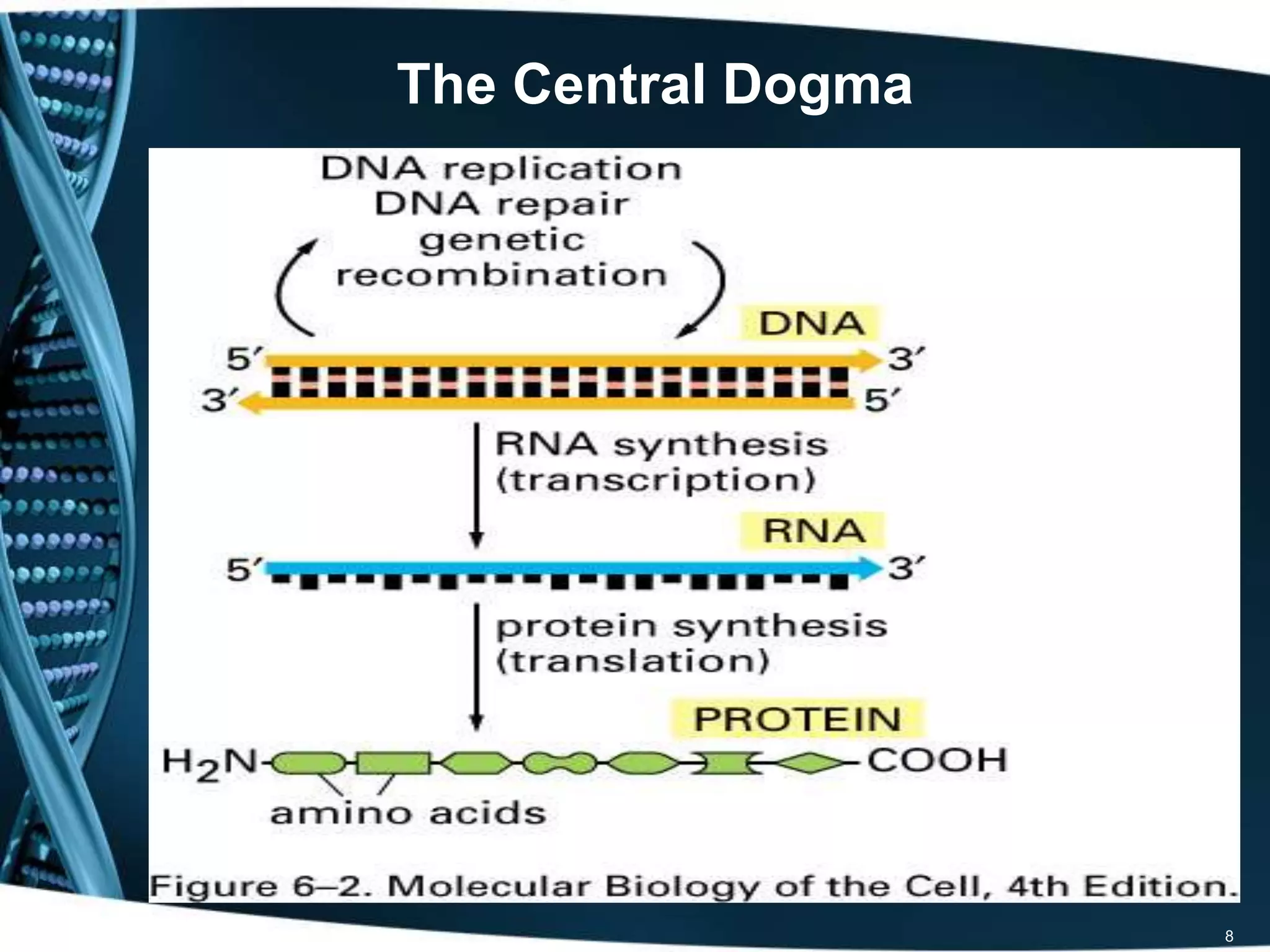 Transcription in Eukaryotes-Complete.ppt