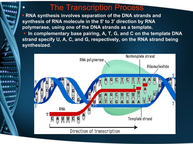 Transcription in Eukaryotes-Complete.ppt