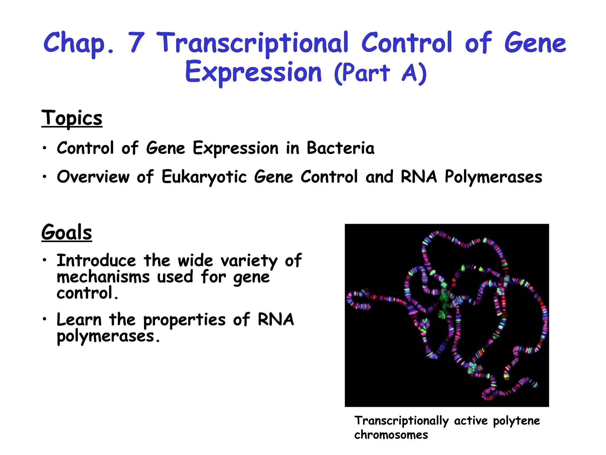 Transcription in eukaryotic.ppt class 12th | PPT