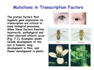 Transcription in eukaryotic.ppt class 12th | PPT