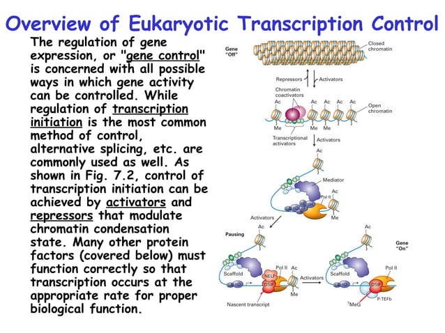 Transcription in eukaryotic.ppt class 12th | PPT