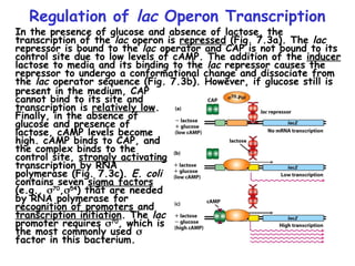 Transcription in eukaryotic.ppt class 12th | PPT