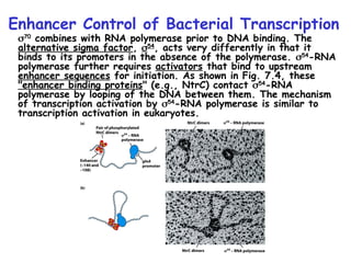 Transcription in eukaryotic.ppt class 12th | PPT