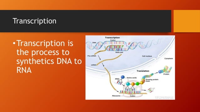 Transcription in non coding genes.pptx