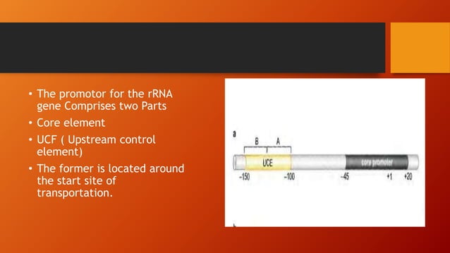 Transcription in non coding genes.pptx