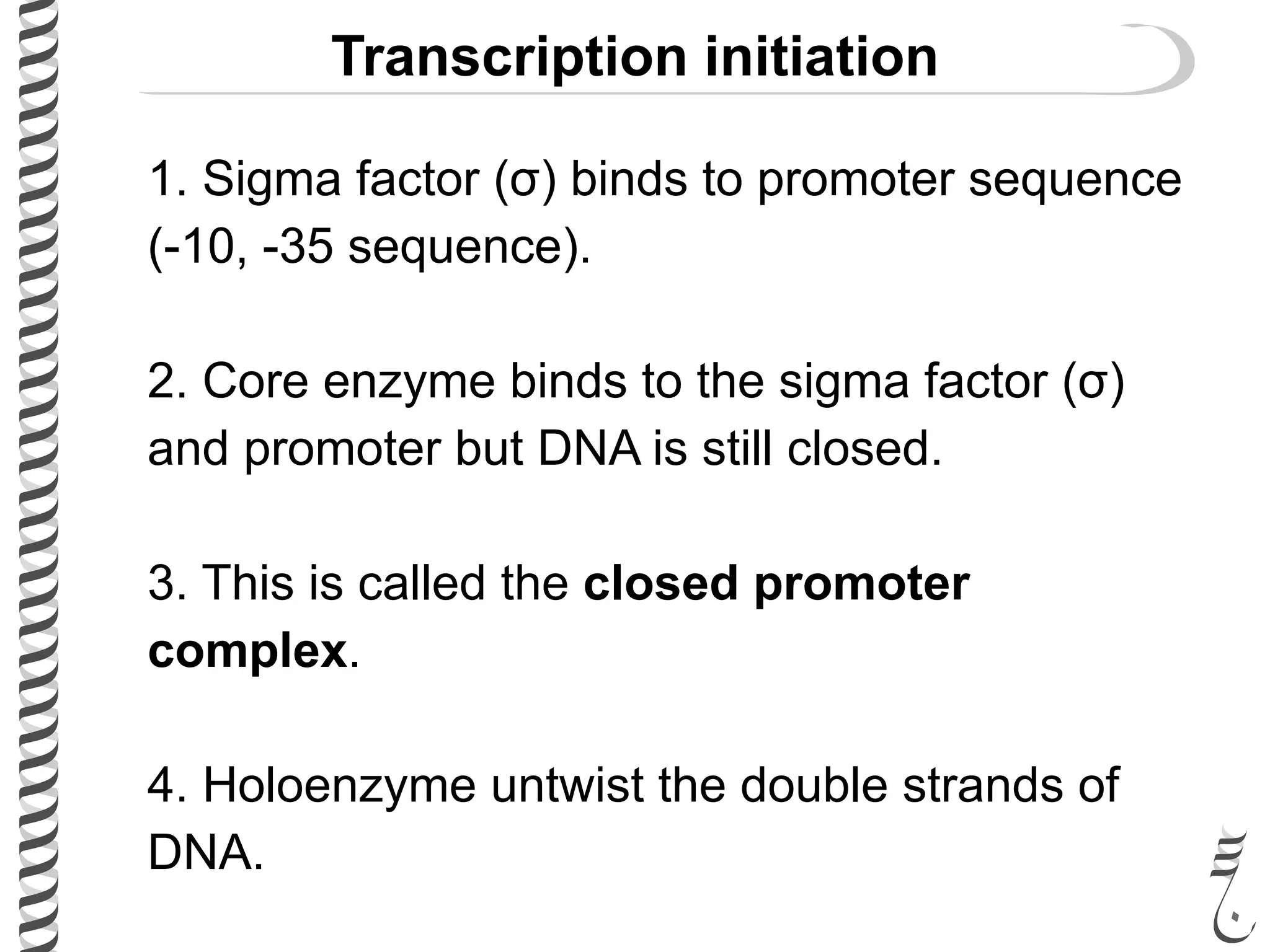 Transcription in prokaryotes | PDF