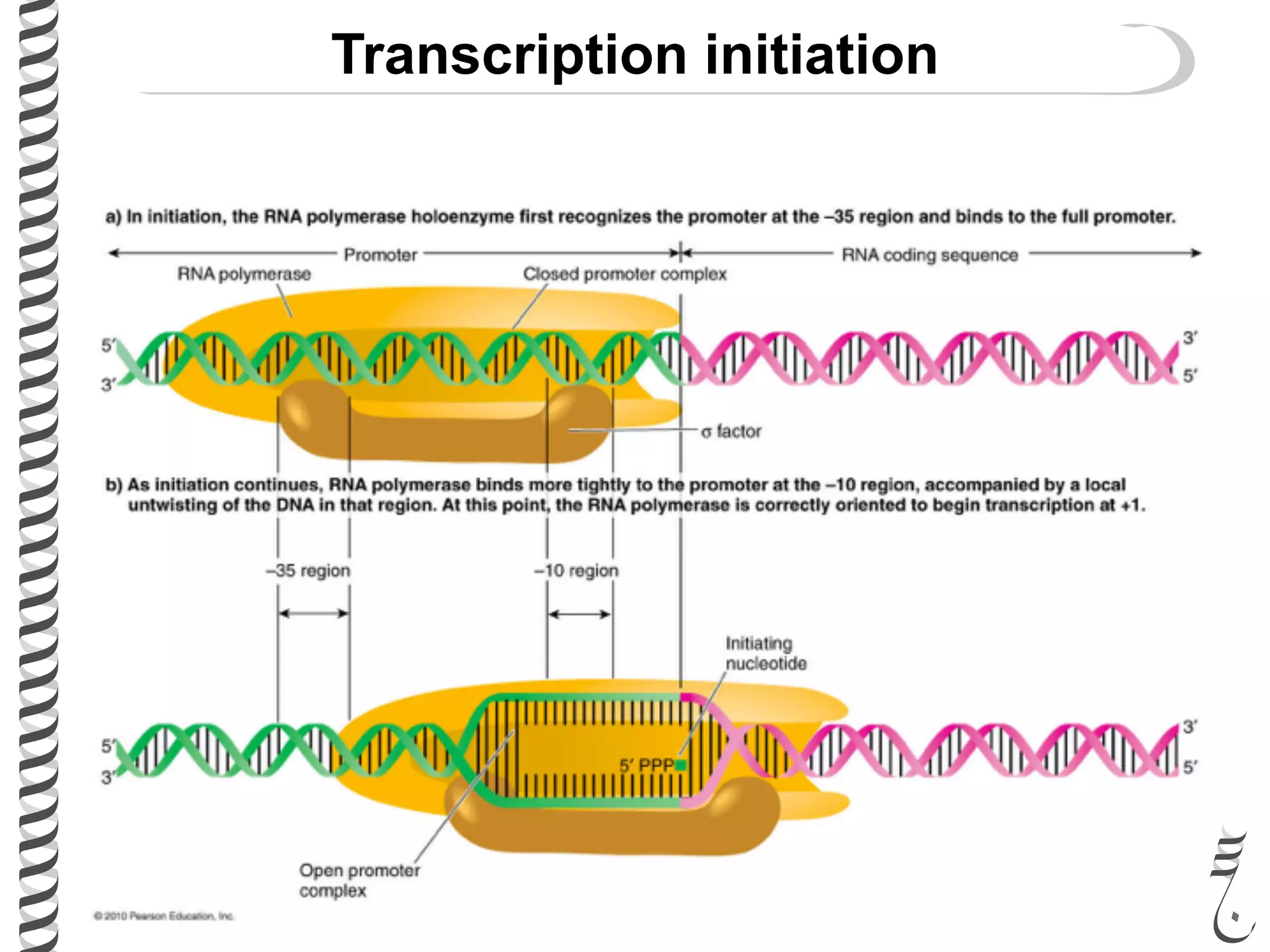 Transcription in prokaryotes | PDF
