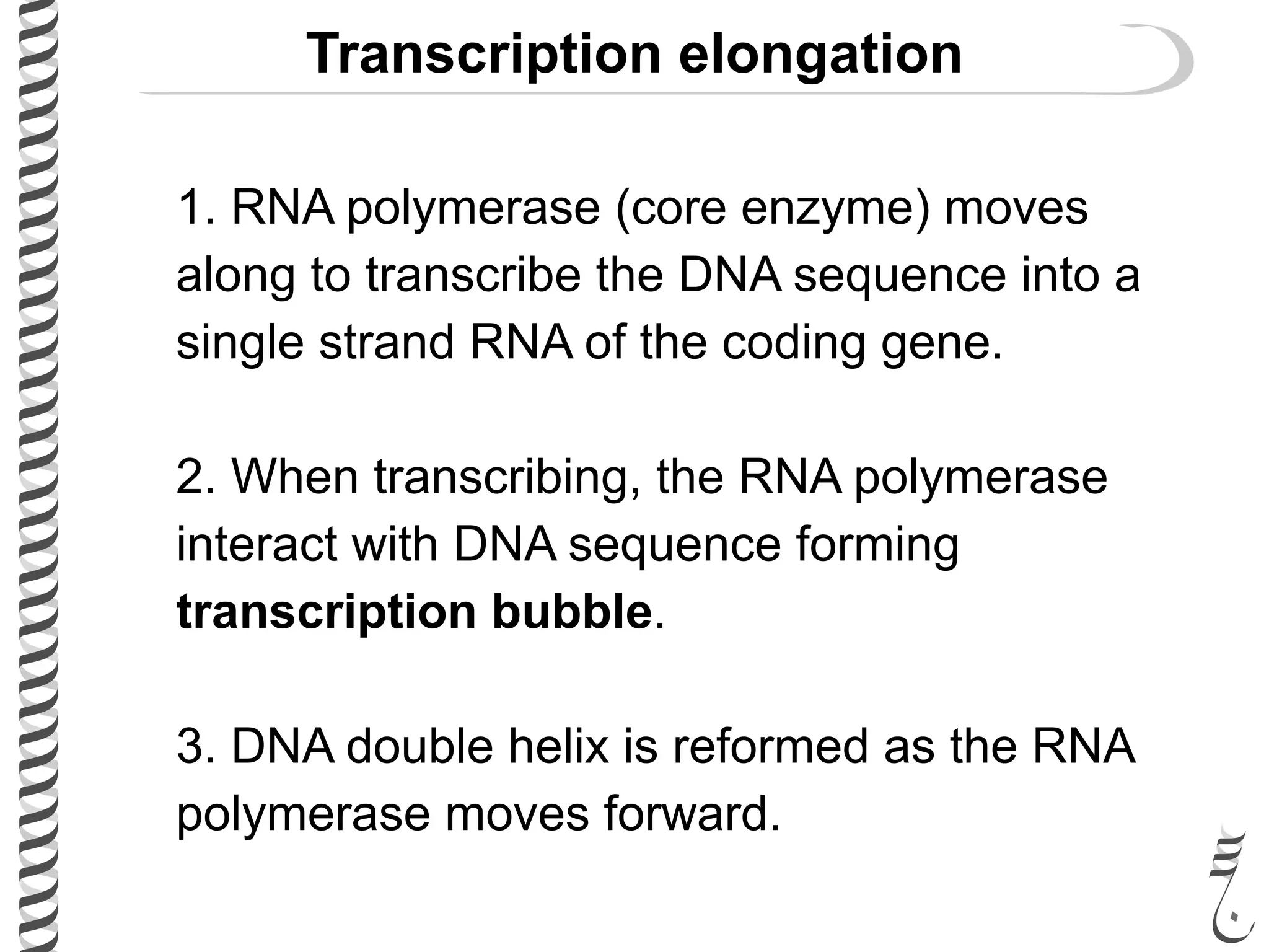 Transcription in prokaryotes | PDF