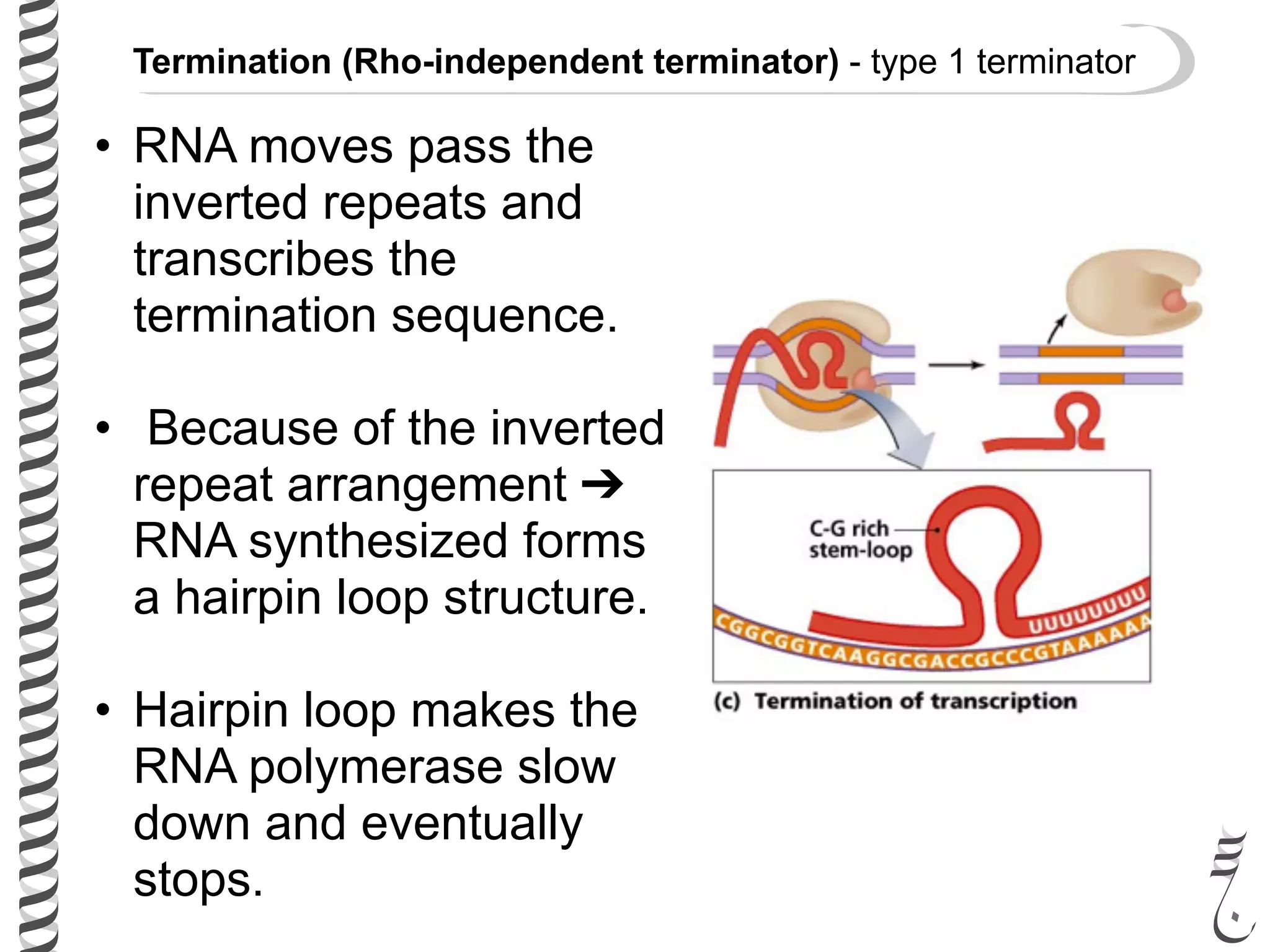 Transcription in prokaryotes | PDF