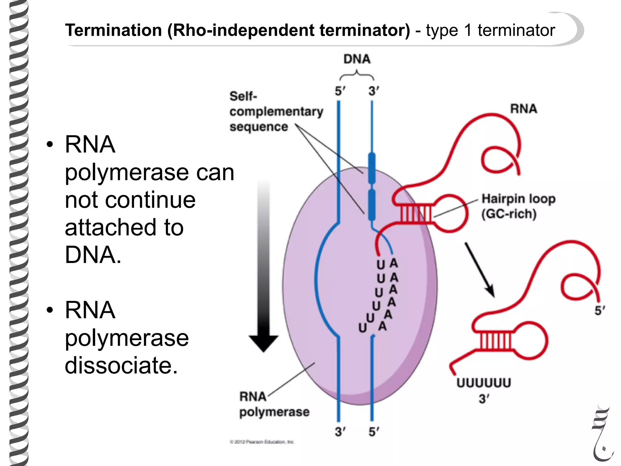 Transcription in prokaryotes | PDF