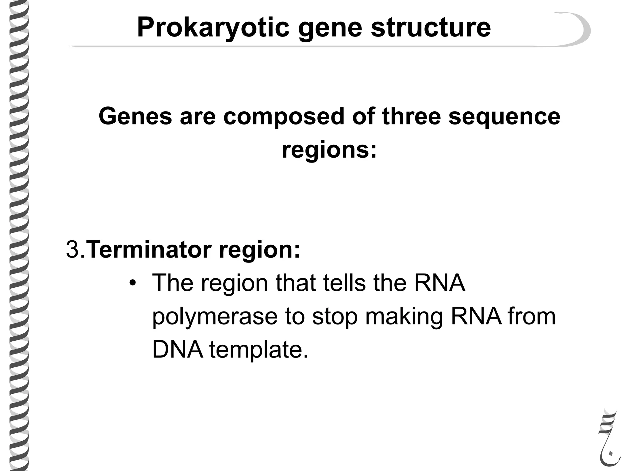 Transcription in prokaryotes | PDF