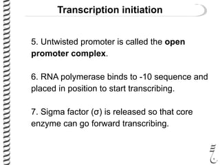 Transcription in prokaryotes | PDF