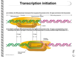 Transcription in prokaryotes | PDF