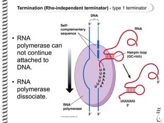 Transcription in prokaryotes | PDF