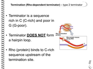 Transcription in prokaryotes | PDF