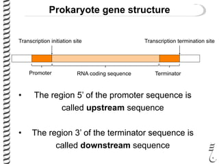Transcription in prokaryotes | PDF