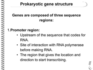 Transcription in prokaryotes | PDF