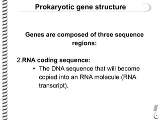 Transcription in prokaryotes | PDF