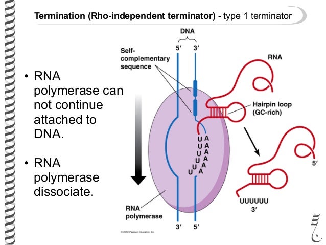 Transcription in prokaryotes