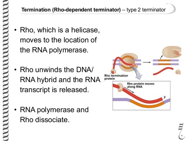 Transcription in prokaryotes