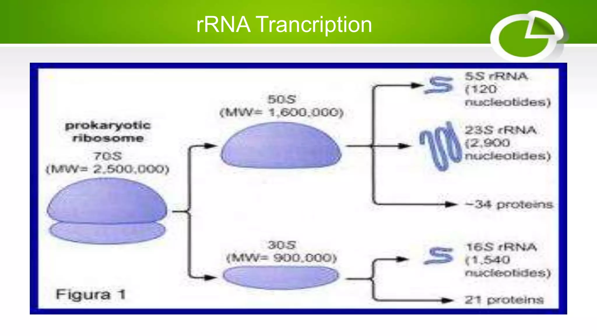 Transcription in prokaryotes:mRNA,rRNA and tRNA transcription. | PPTX