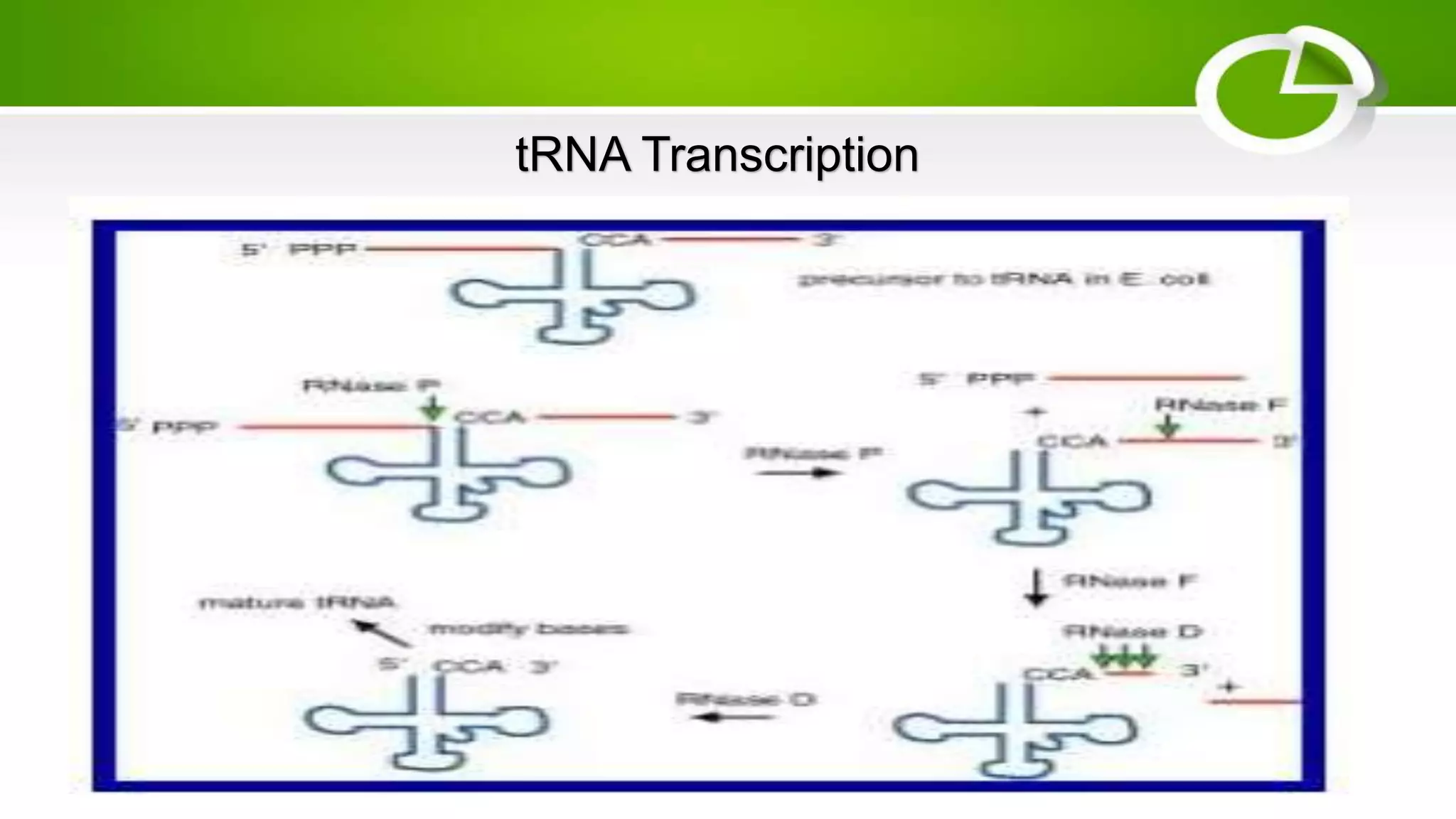 Transcription in prokaryotes:mRNA,rRNA and tRNA transcription. | PPTX