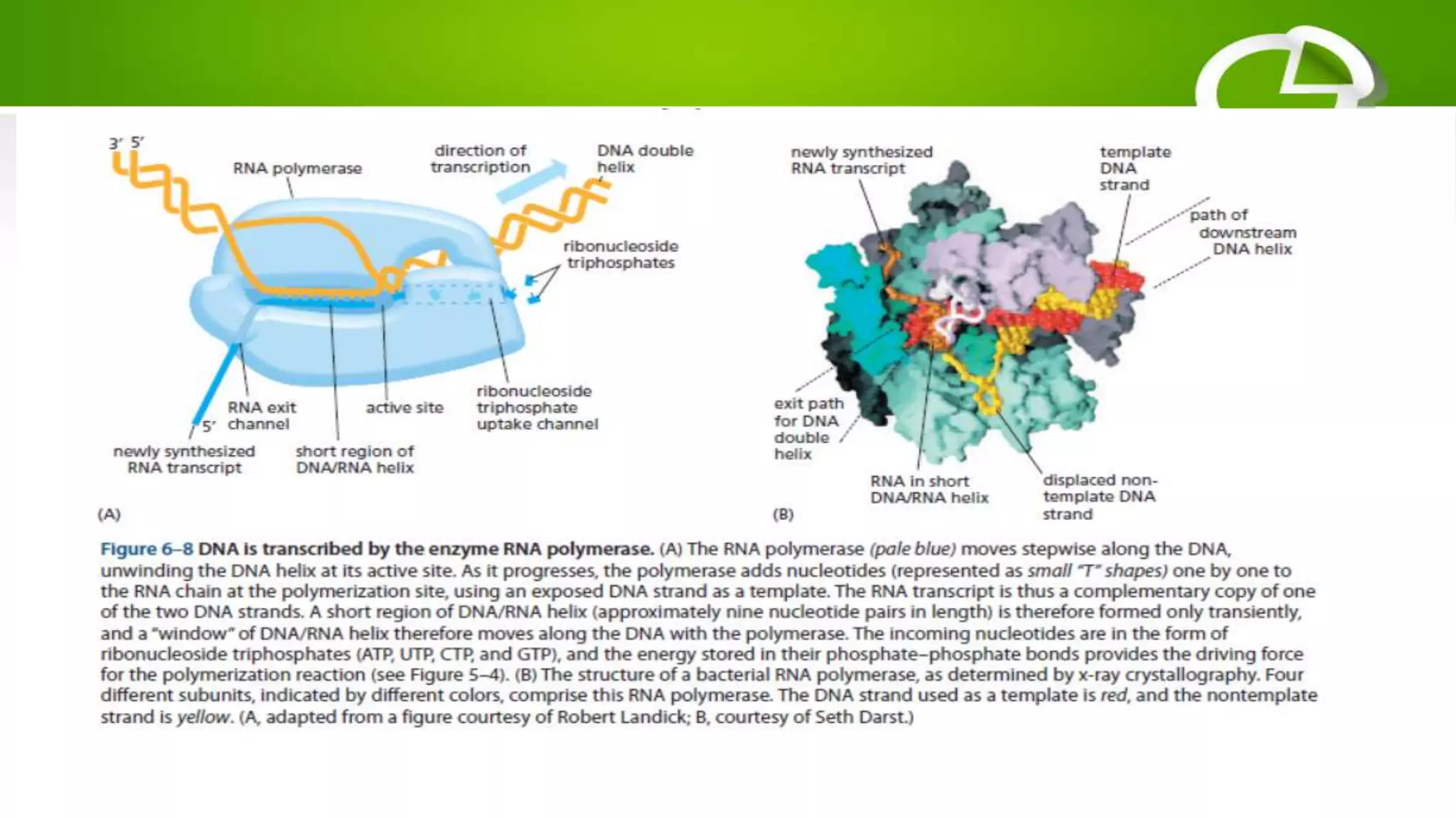 Transcription in prokaryotes:mRNA,rRNA and tRNA transcription. | PPTX