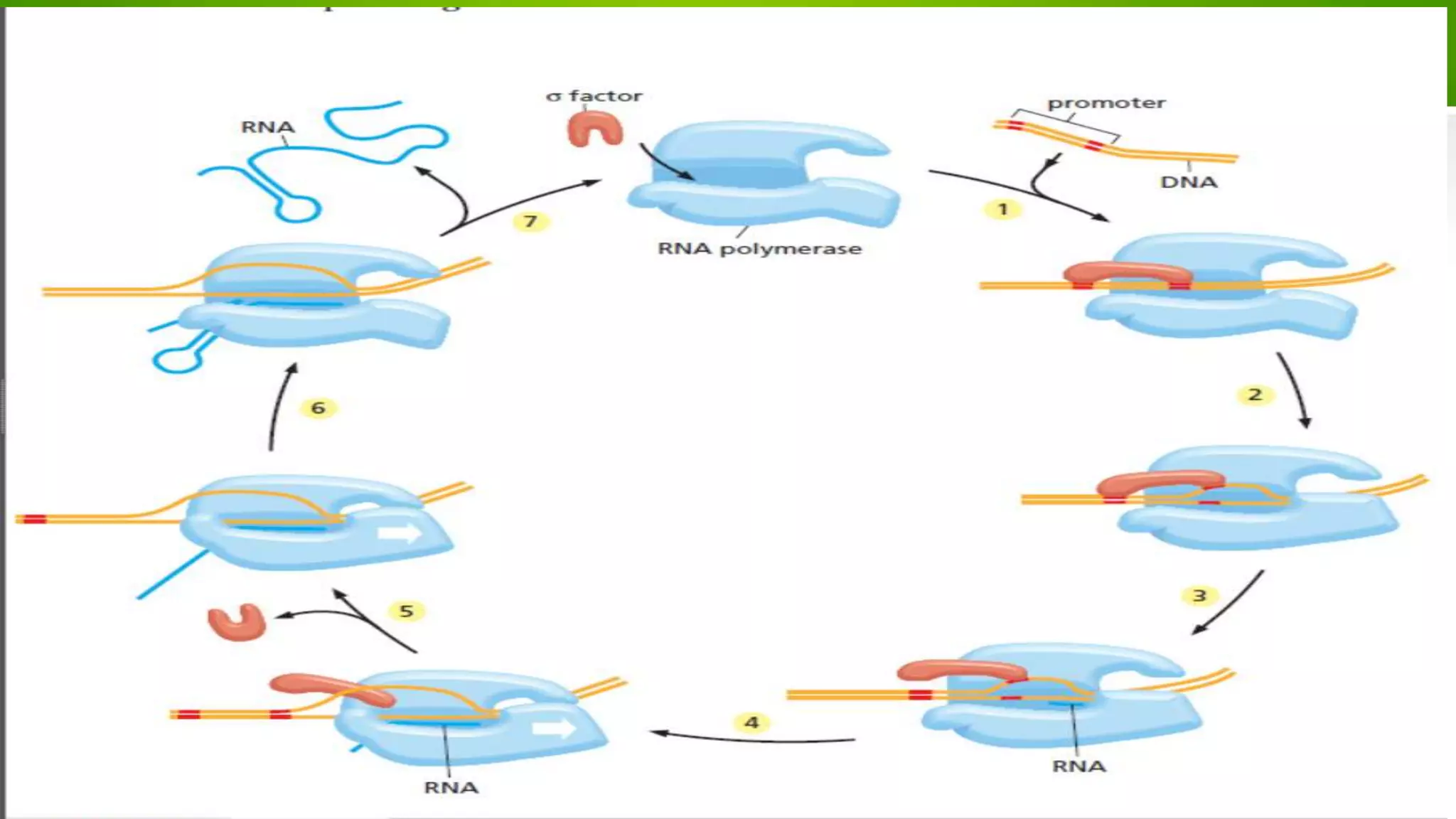 Transcription in prokaryotes:mRNA,rRNA and tRNA transcription. | PPTX