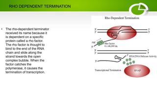 Transcription in prokaryotes:mRNA,rRNA and tRNA transcription. | PPT