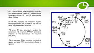Transcription in prokaryotes:mRNA,rRNA and tRNA transcription. | PPT