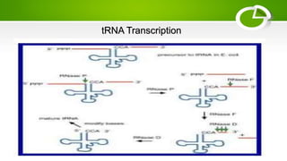 Transcription in prokaryotes:mRNA,rRNA and tRNA transcription. | PPTX