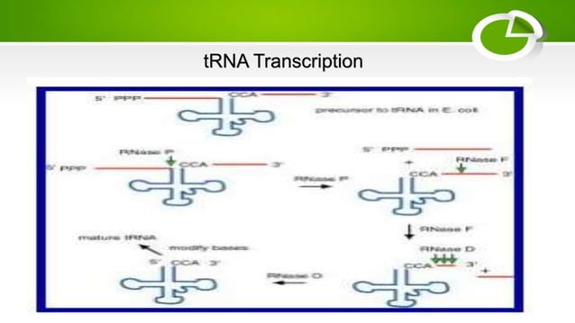 Transcription in prokaryotes:mRNA,rRNA and tRNA transcription. | PPT