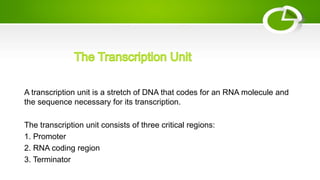 Transcription in prokaryotes:mRNA,rRNA and tRNA transcription. | PPT