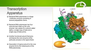 Transcription in prokaryotes:mRNA,rRNA and tRNA transcription. | PPT