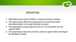 Transcription in prokaryotes:mRNA,rRNA and tRNA transcription. | PPT
