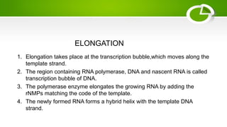 Transcription in prokaryotes:mRNA,rRNA and tRNA transcription. | PPTX