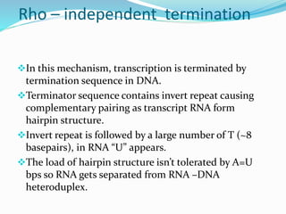 Transcription in prokaryotes | PPTX