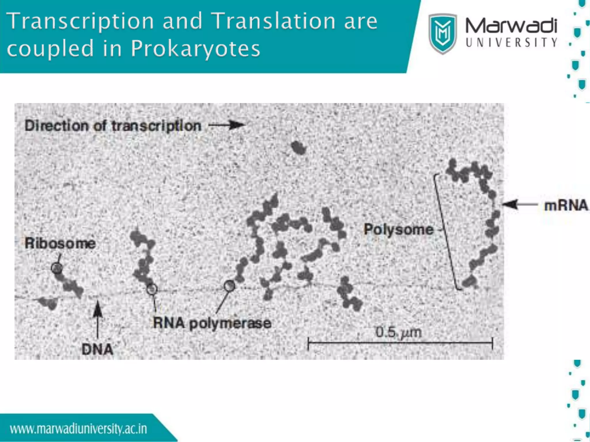 Transcription in Prokaryotes (Extended). | PPTX