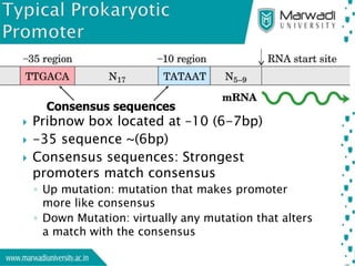 Transcription in Prokaryotes (Extended). | PPTX