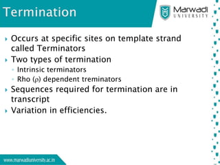 Transcription in Prokaryotes (Extended). | PPTX