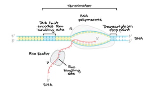 Transcription in prokaryotes | PPTX