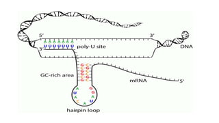 Transcription in prokaryotes | PPTX