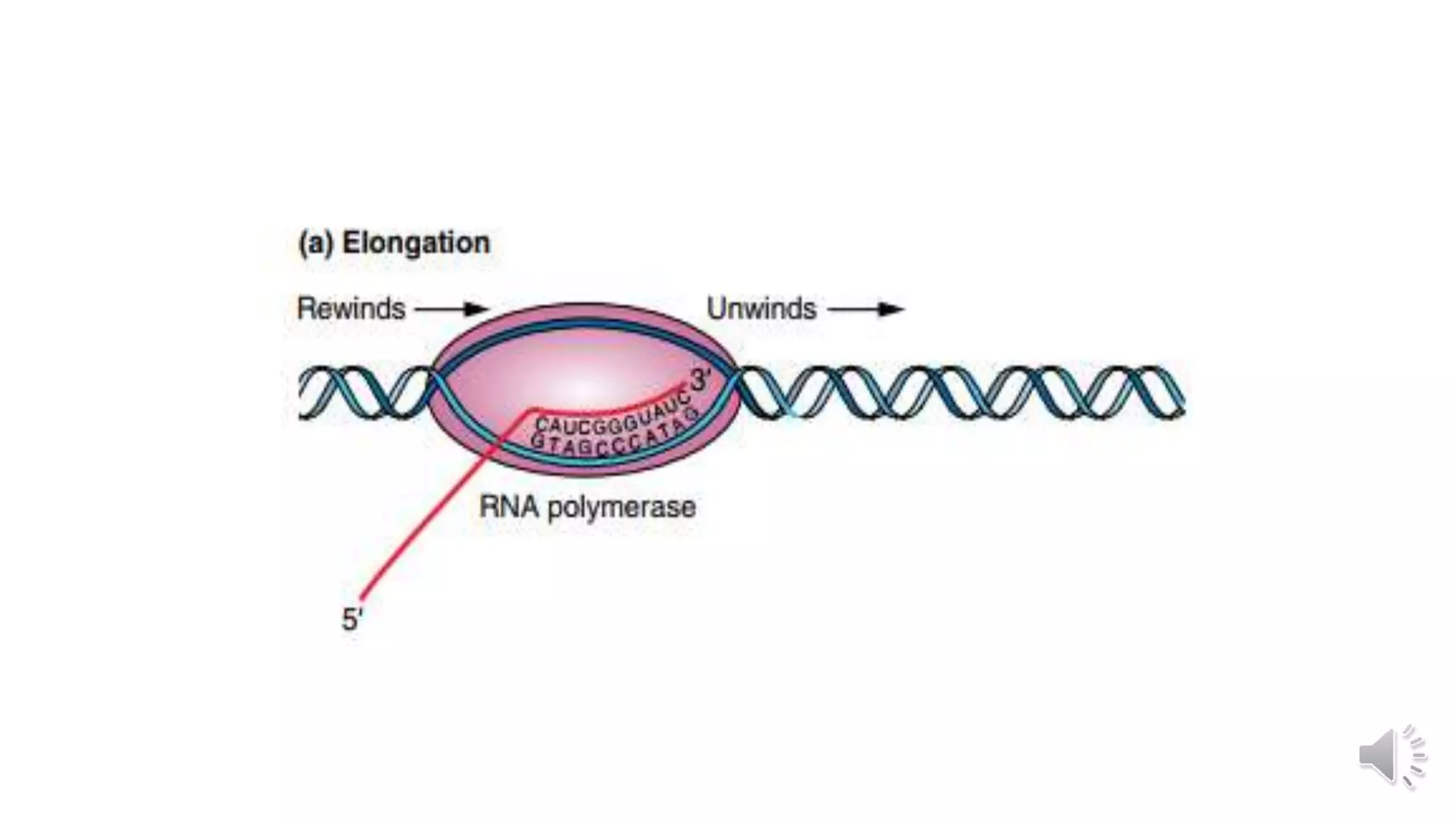 Transcription in prokaryotes | PPTX