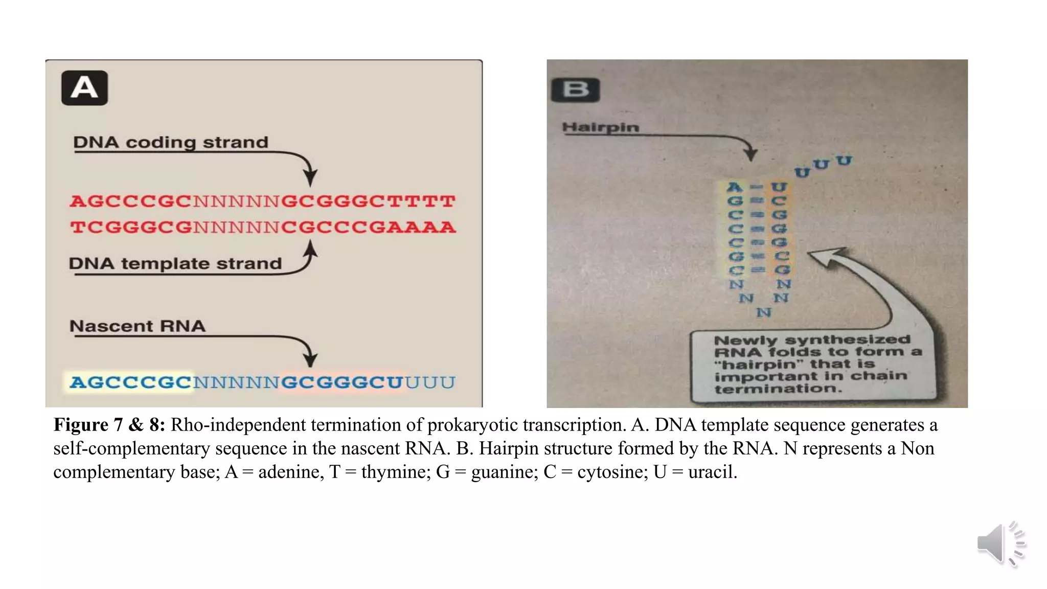 Transcription in prokaryotes | PPTX