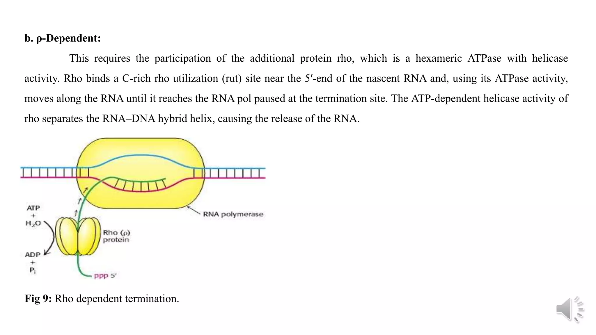 Transcription in prokaryotes | PPTX
