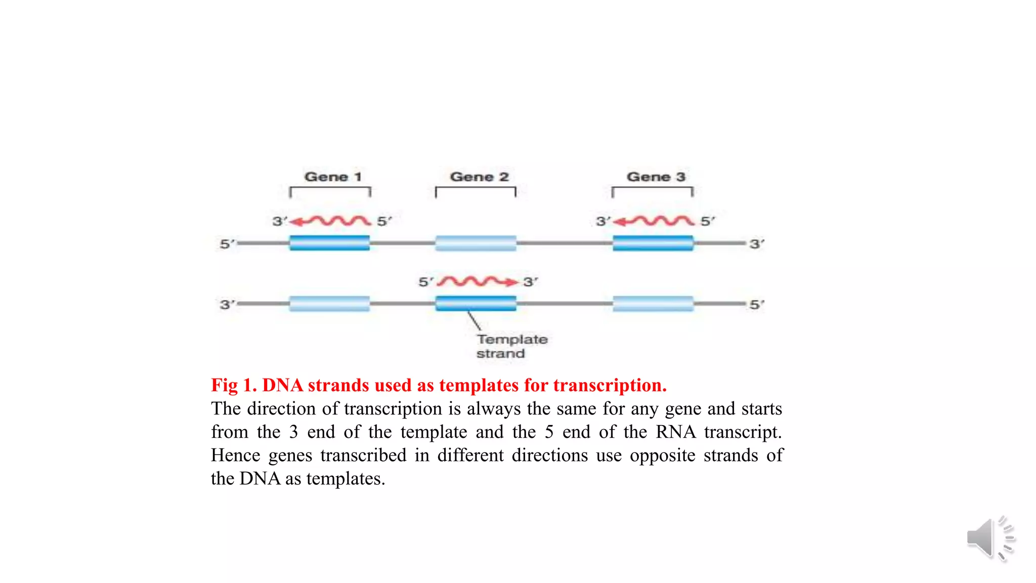 Transcription in prokaryotes | PPTX