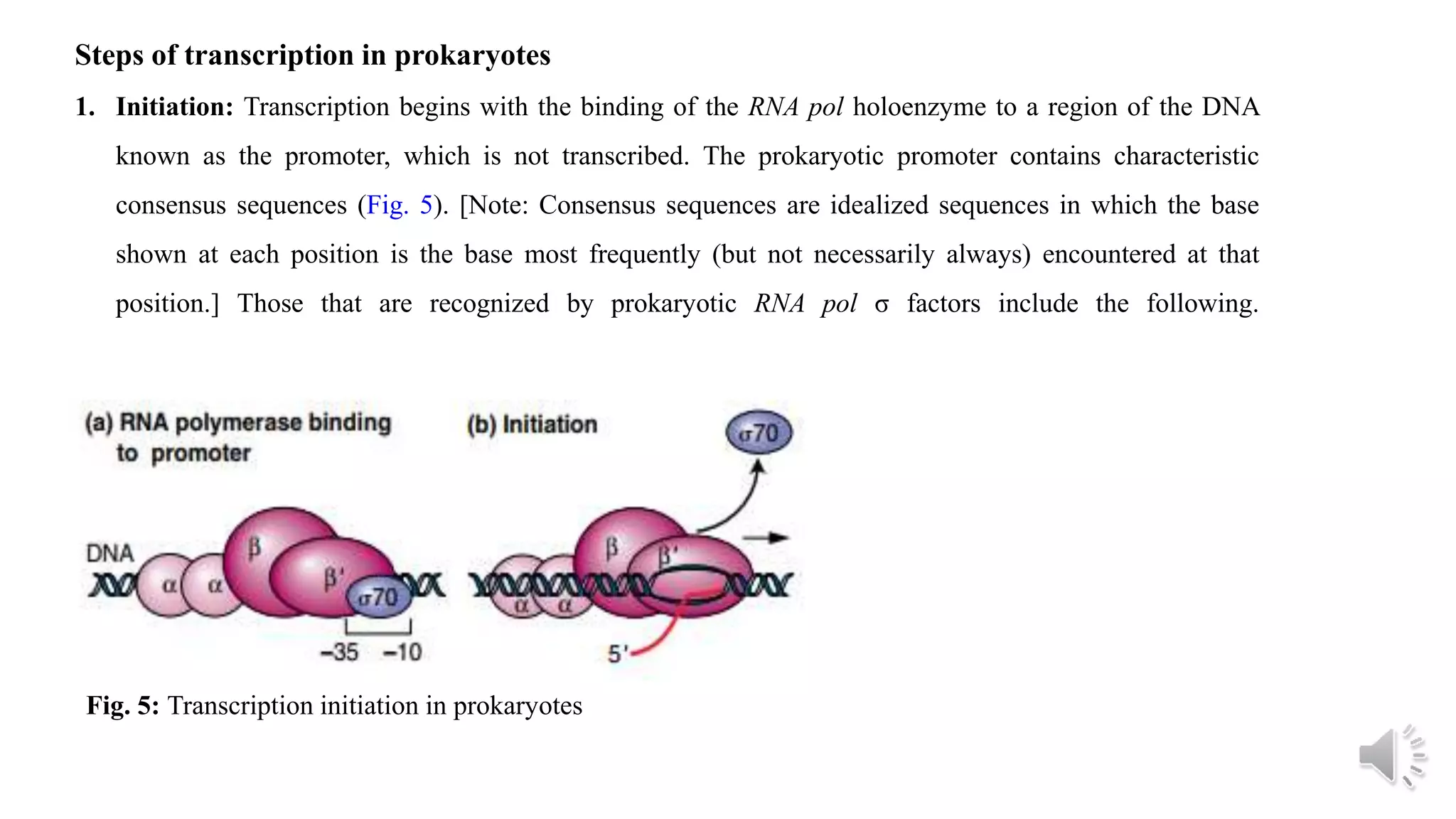 Transcription in prokaryotes | PPTX
